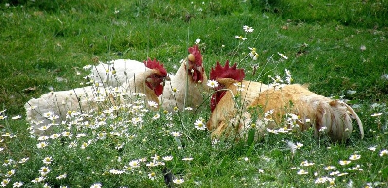 La CotCot Cotise en campagne