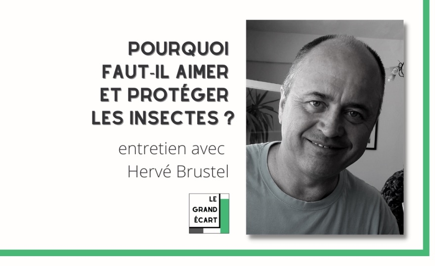 L'entretien du mois #5 : "Pourquoi il faut choyer les insectes" avec ...
