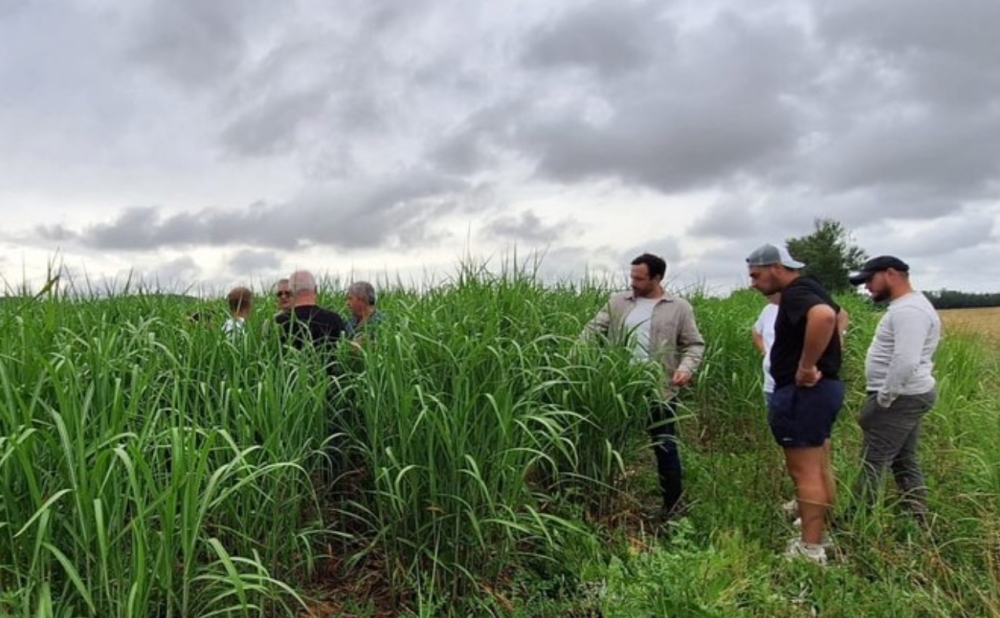 Benjamin Vincent (90e) mise sur le miscanthus pour relocaliser l’énergie
